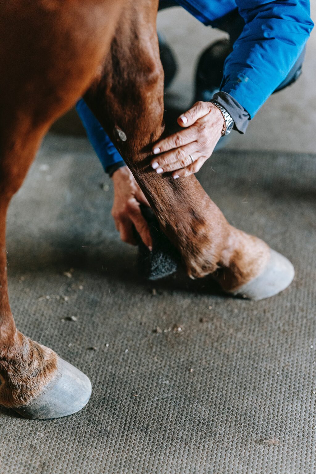 Caring for your horse in winter