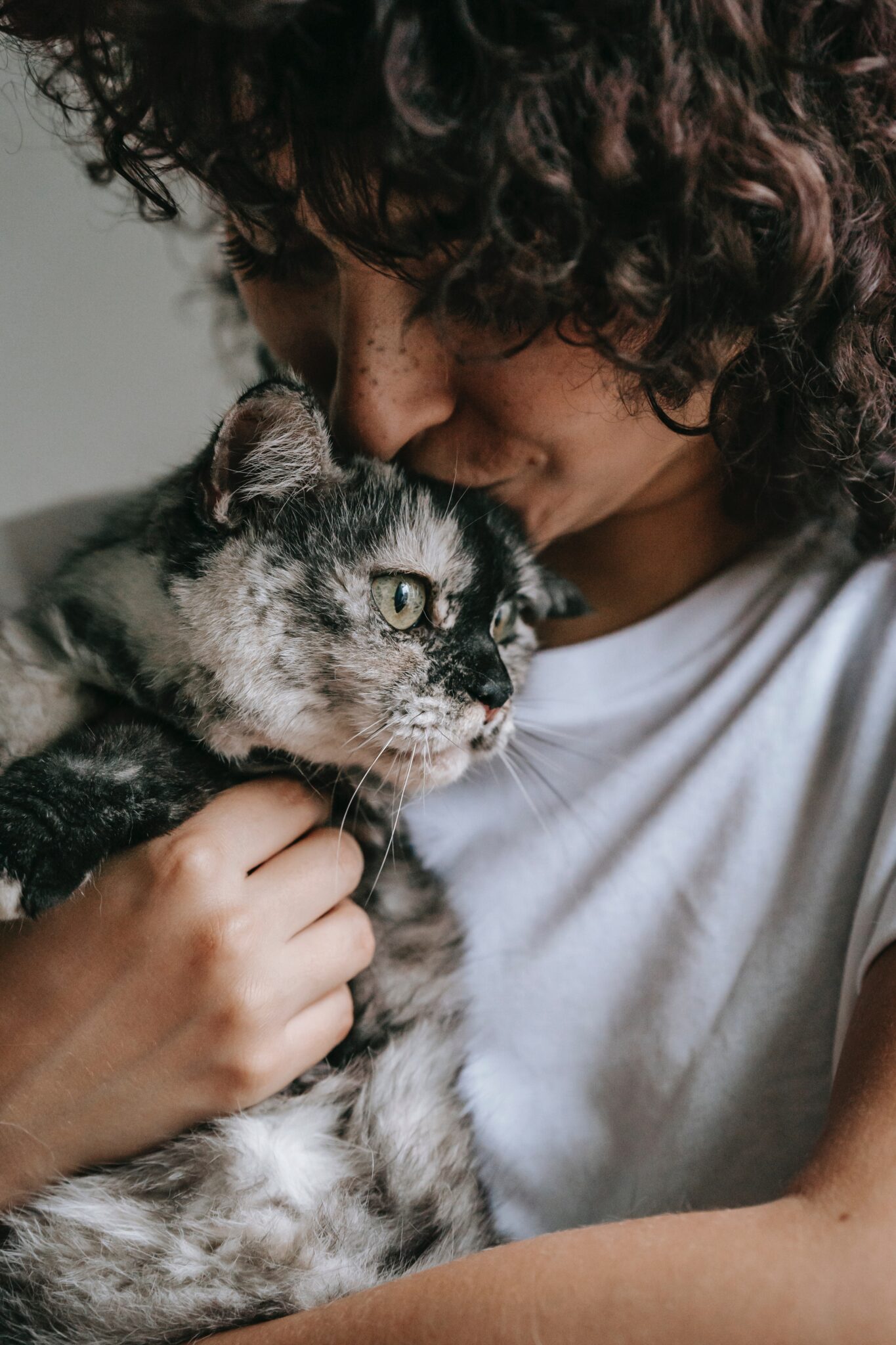 Wie beruhige ich eine erschreckte Katze - Sanocyn Tips