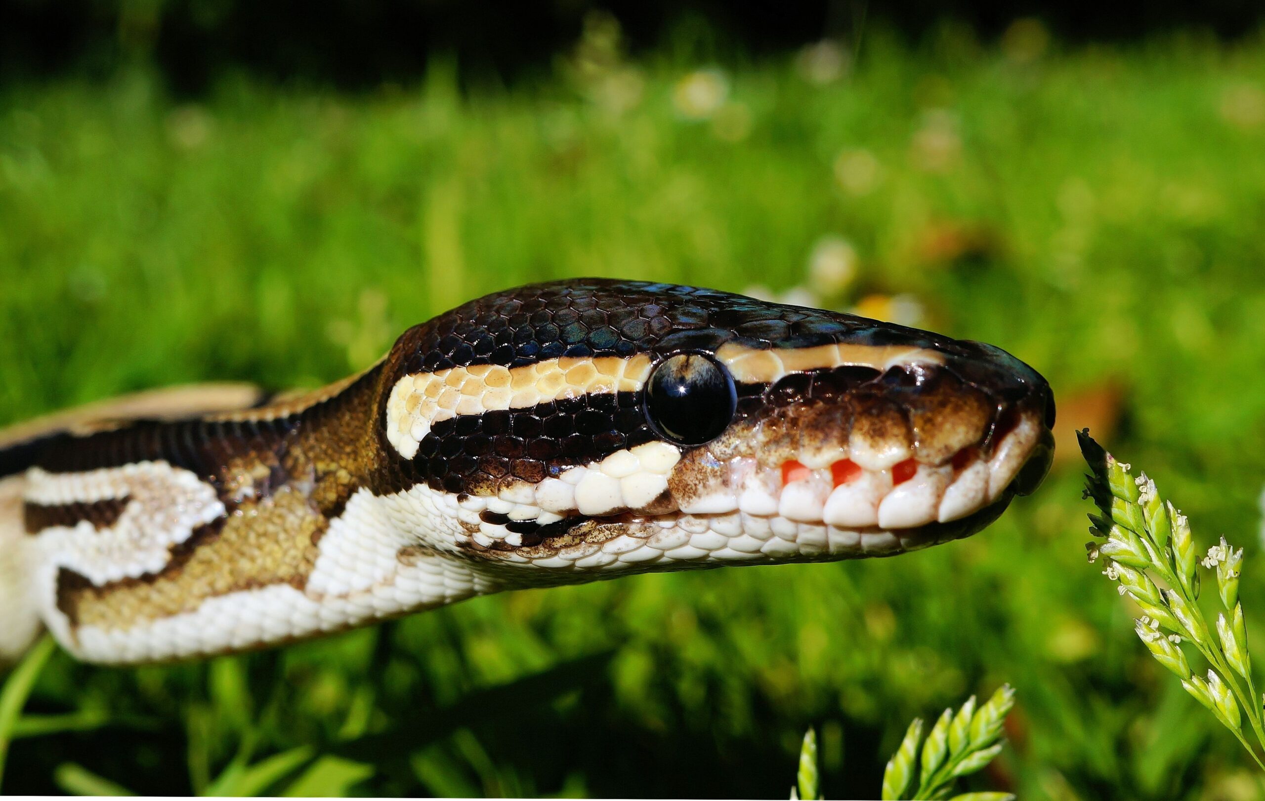 dogs-and-snake-bites-sanocyn-tips